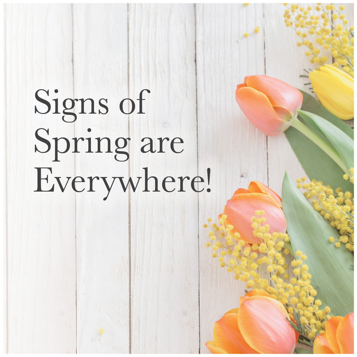 The Spring Market is Now! | Marie Sells Dallas